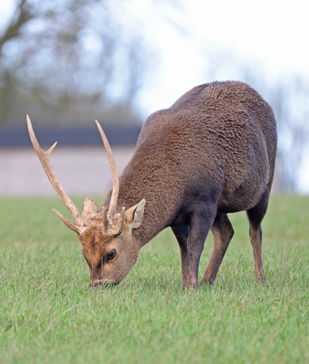 Hog deer store